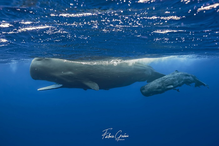 Salon de la plongee - /fr/animations/fiche-animations/1889/3385