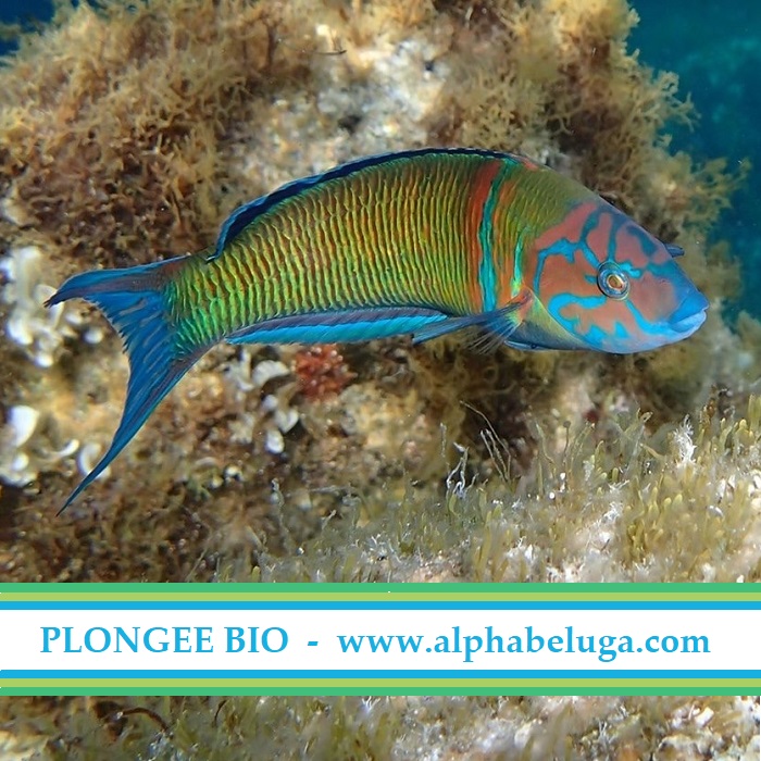 Salon de la plongee - /fr/actualites